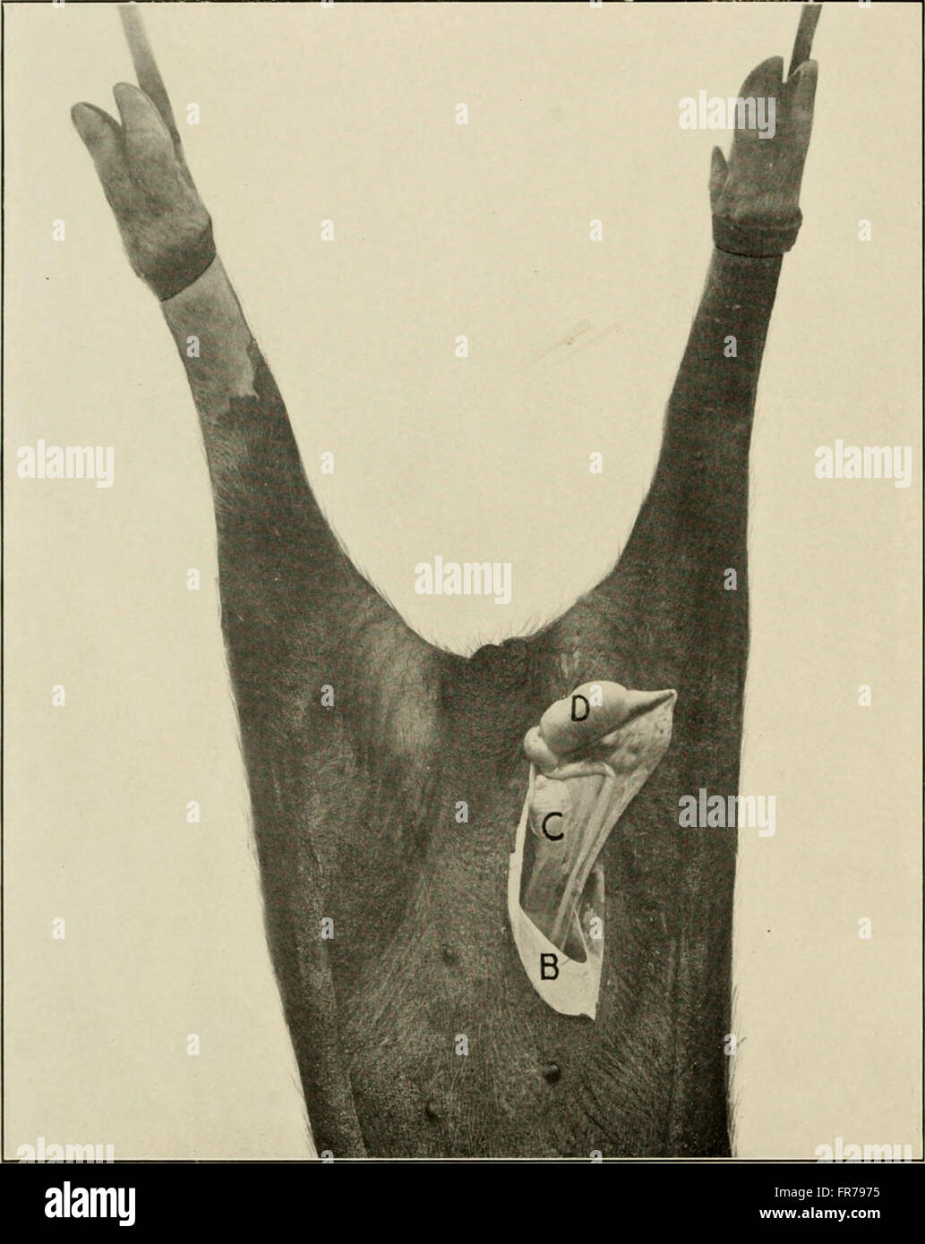 'Animal Castration' (1914) provides practical guidelines for ...