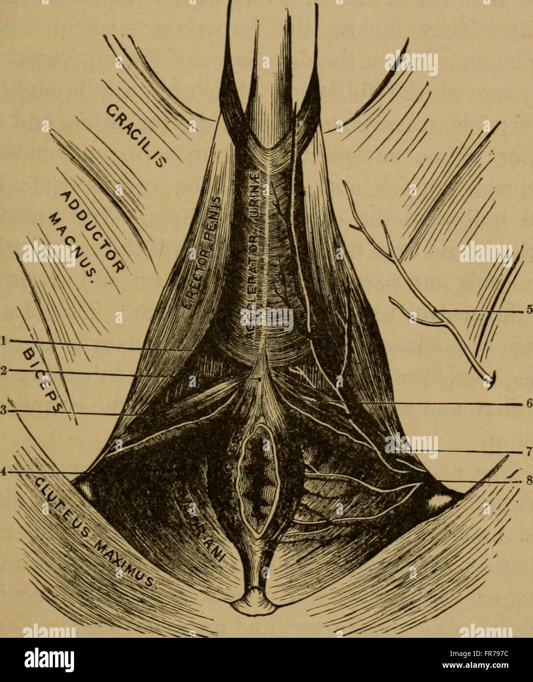 A comprehensive guide to human anatomy, emphasizing practical ...