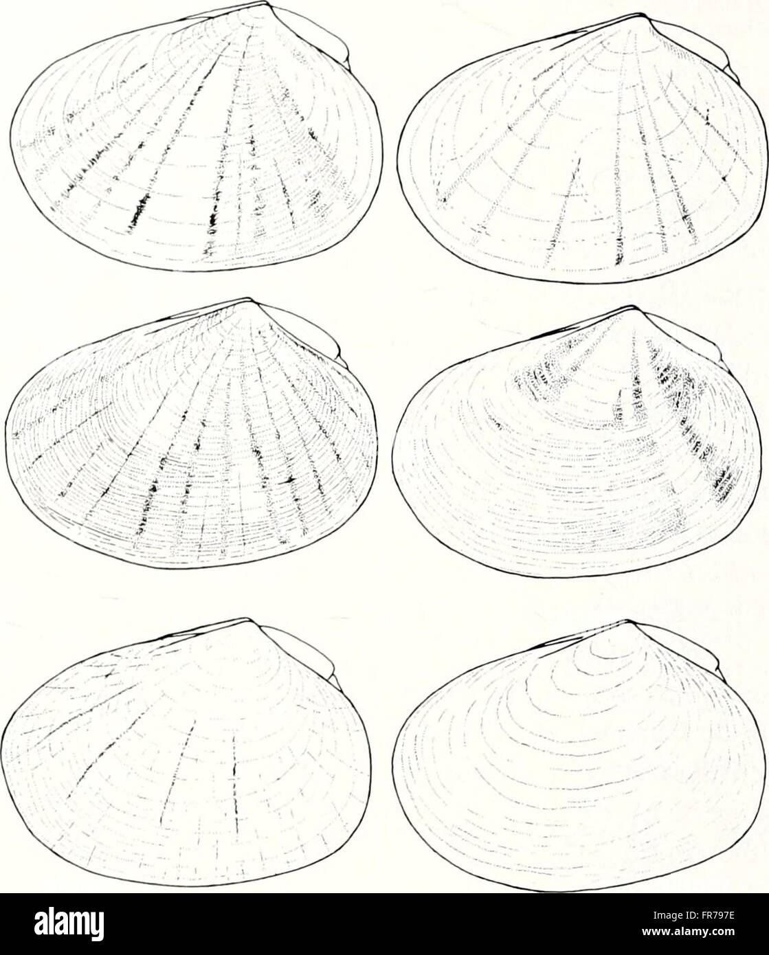 The 1993 edition of the American Malacological Bulletin covers research ...