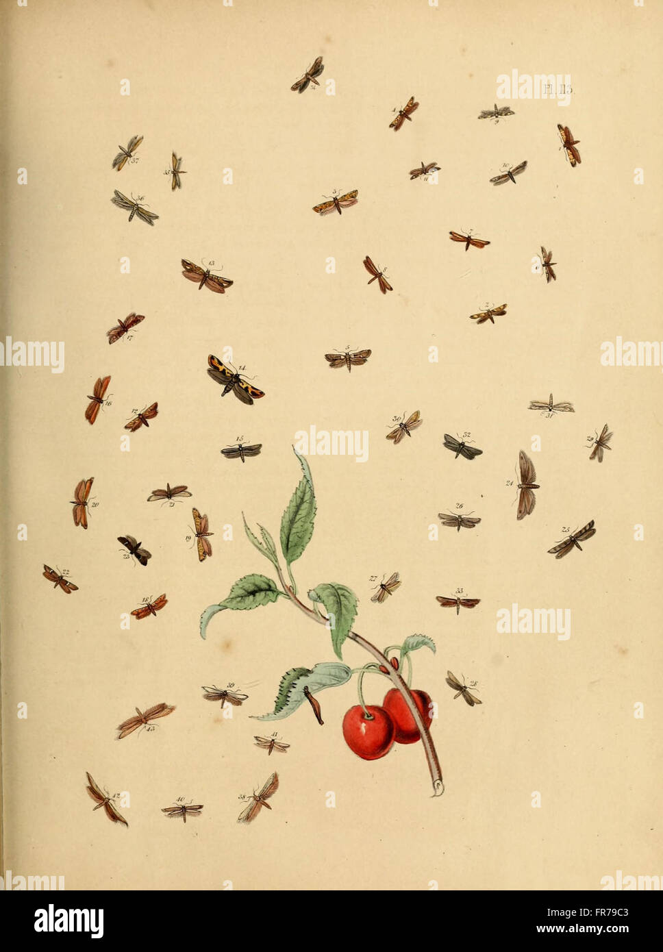 'British Moths and Their Transformations' showcases detailed ...