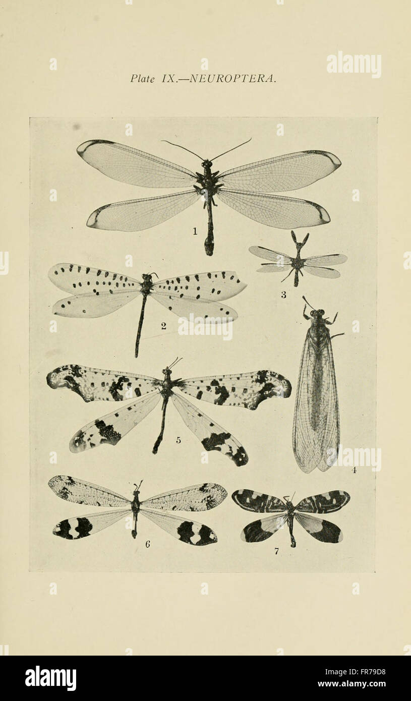 'Australian Insects (Plate IX)' features detailed illustrations and ...