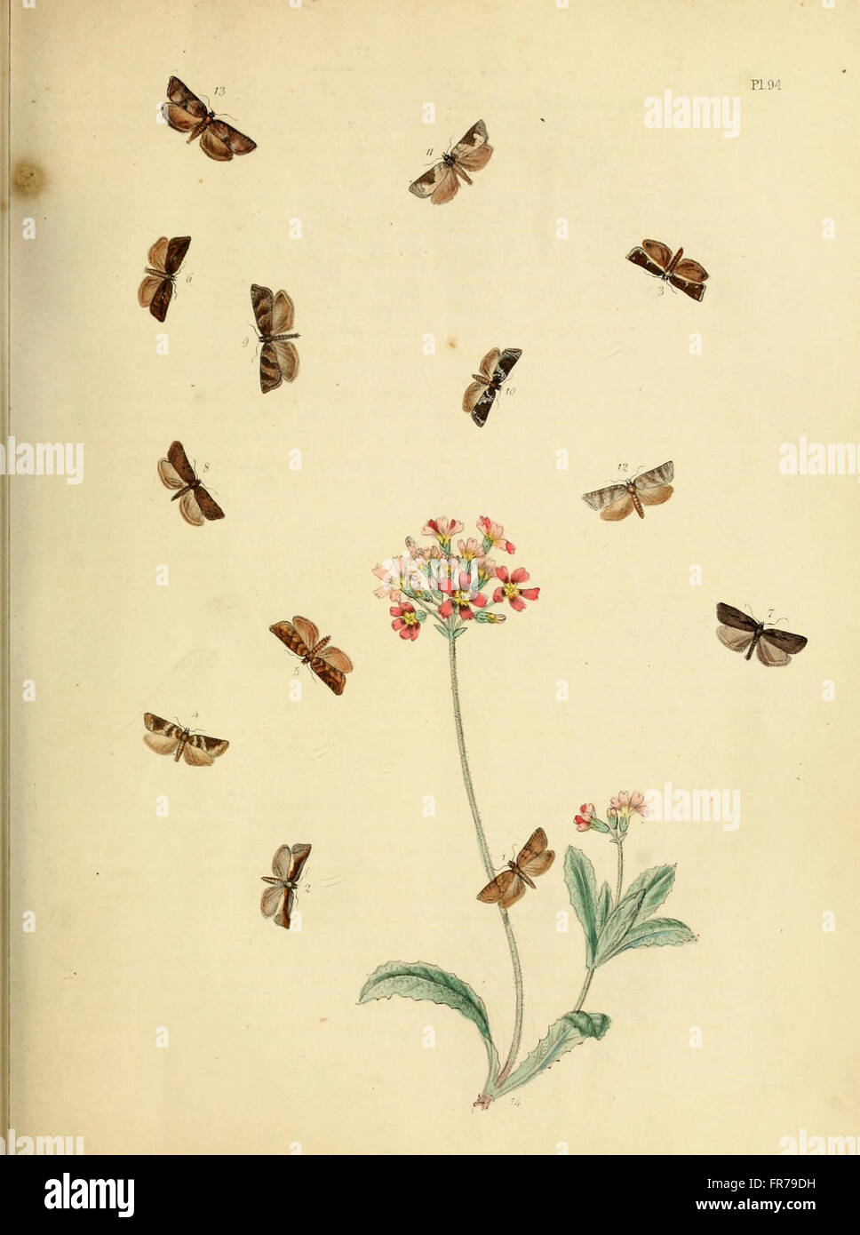 Plate 94 from 'British Moths and Their Transformations' illustrates the ...