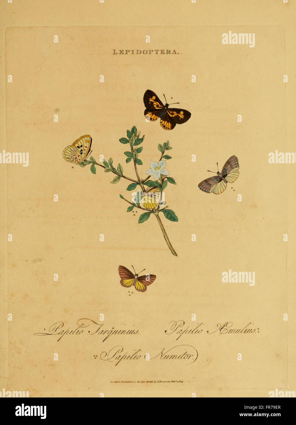 This work provides a concise overview of India's insect species ...