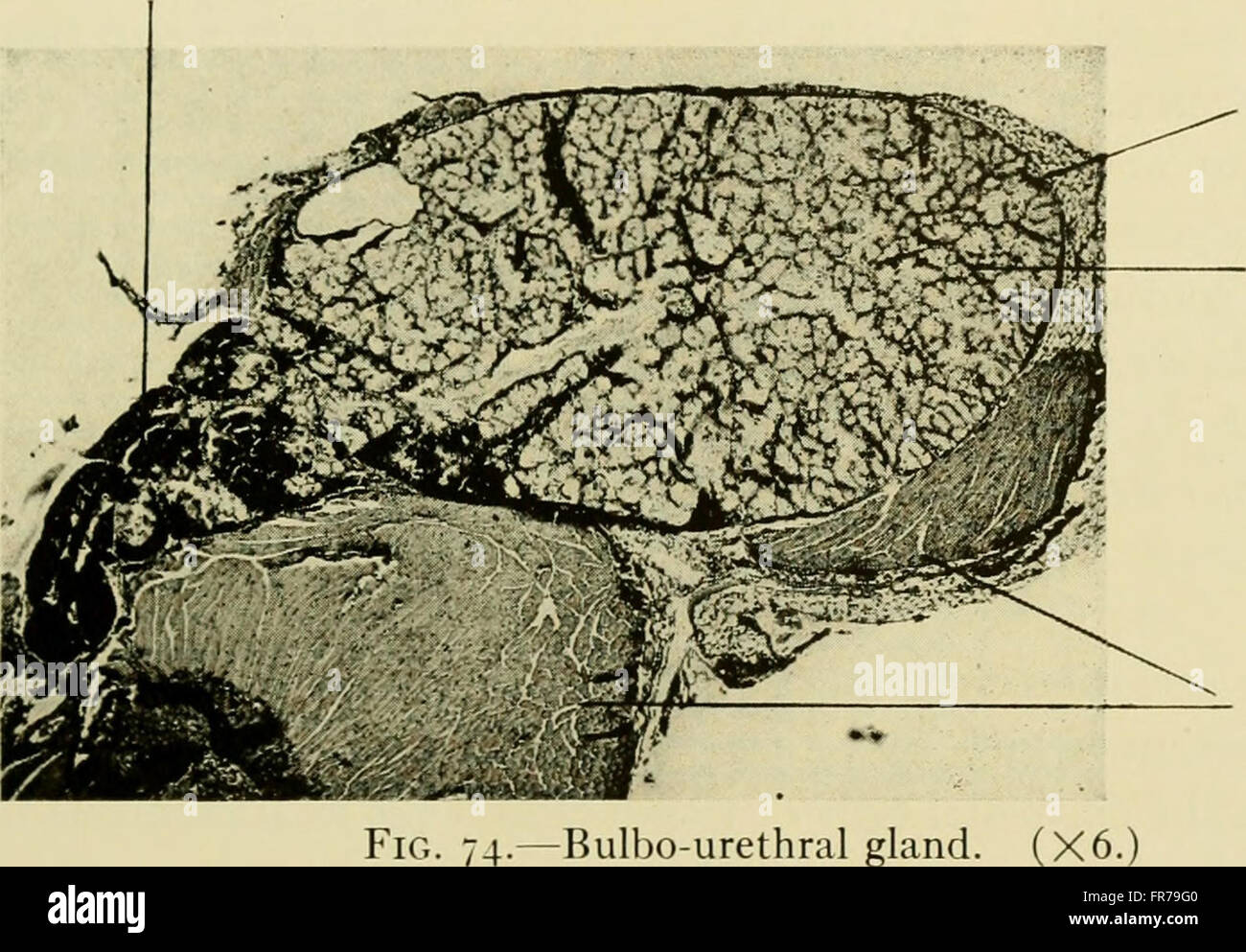 This 1941 work presents an in-depth study of the biology of laboratory ...