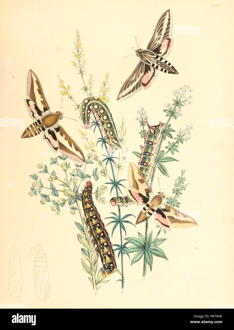 This plate illustrates various British moths and their stages of ...