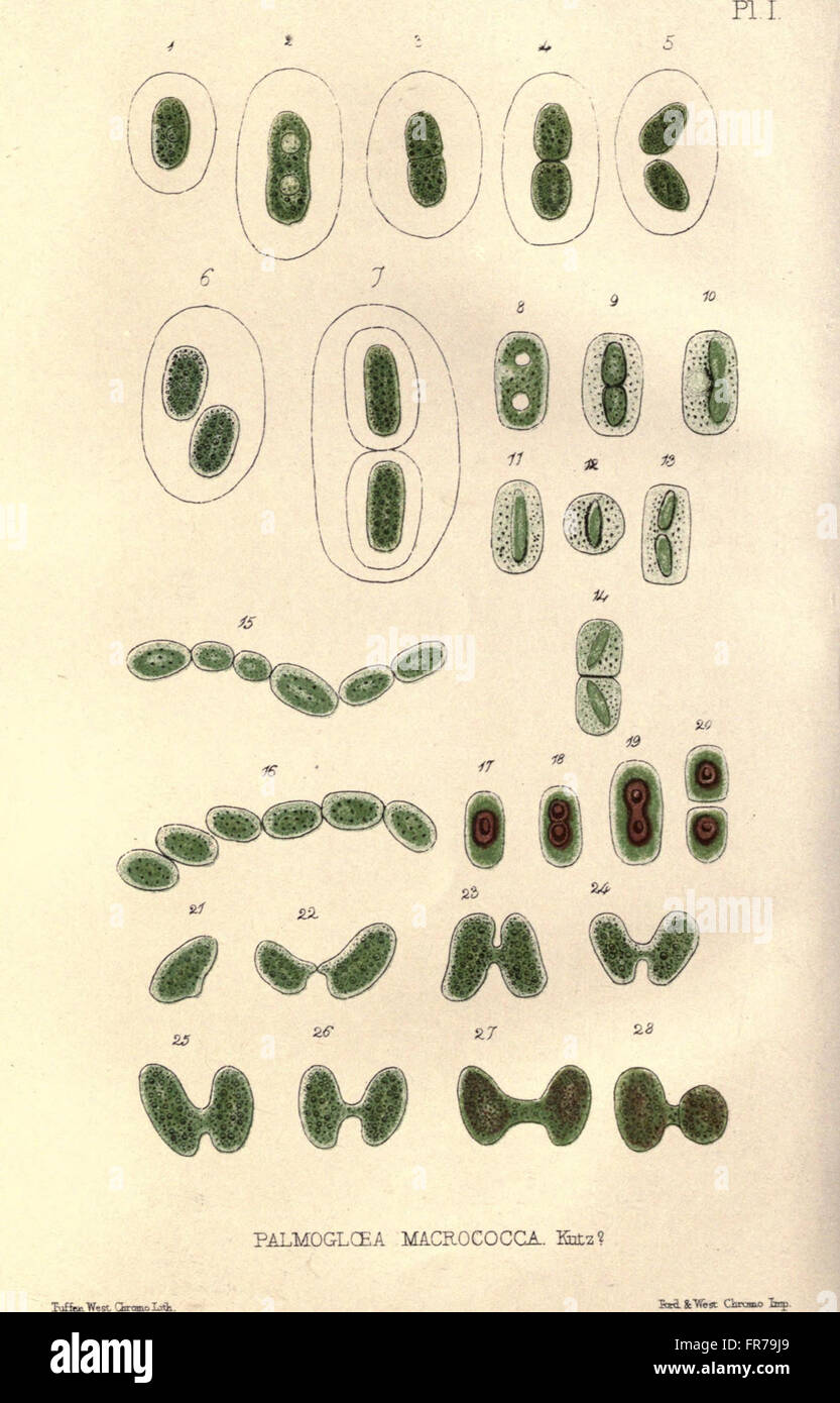 Protococcus hi-res stock photography and images - Alamy