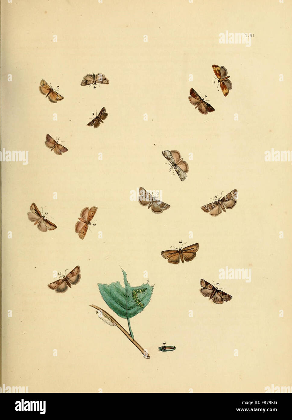 This work illustrates the life cycles and transformations of British ...