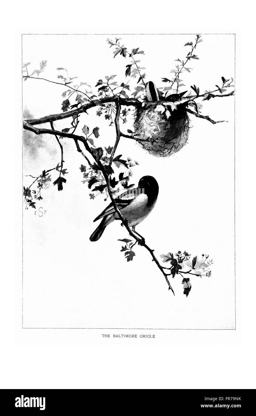 Book birds plate Cut Out Stock Images & Pictures - Alamy