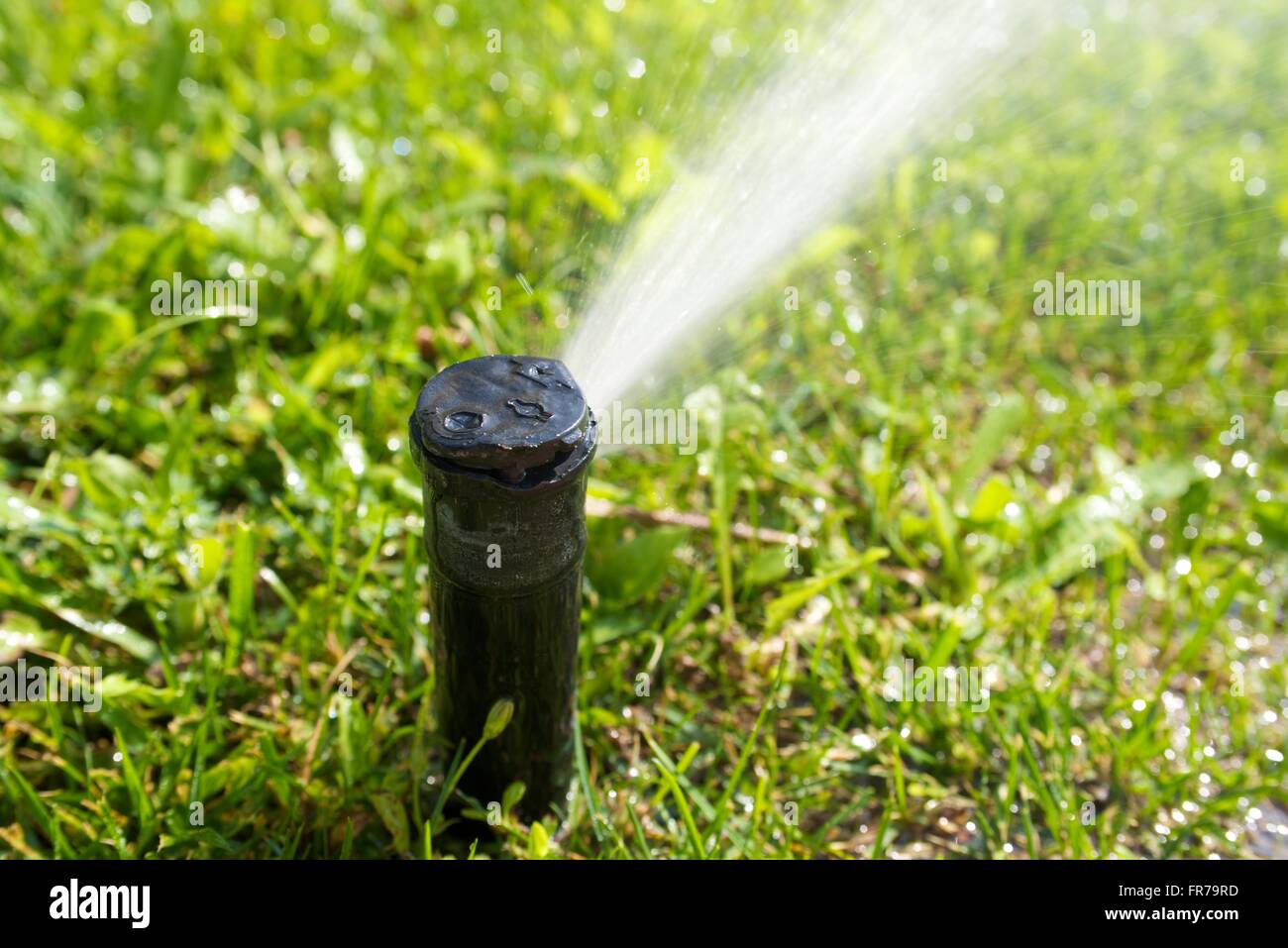 Closeup of a sprinkler watering a garden Stock Photo - Alamy
