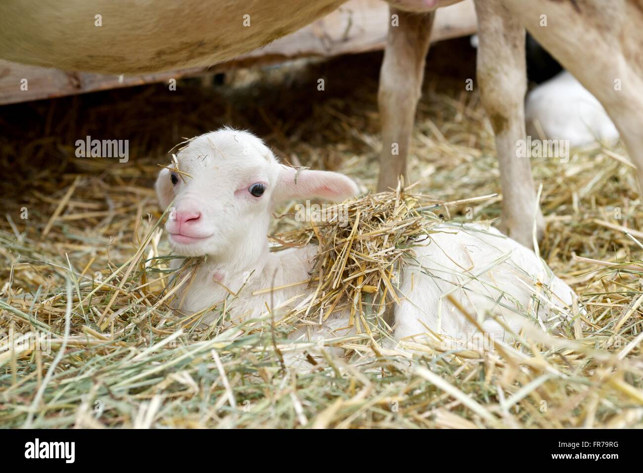 Face beautiful little white lamb hi-res stock photography and images ...