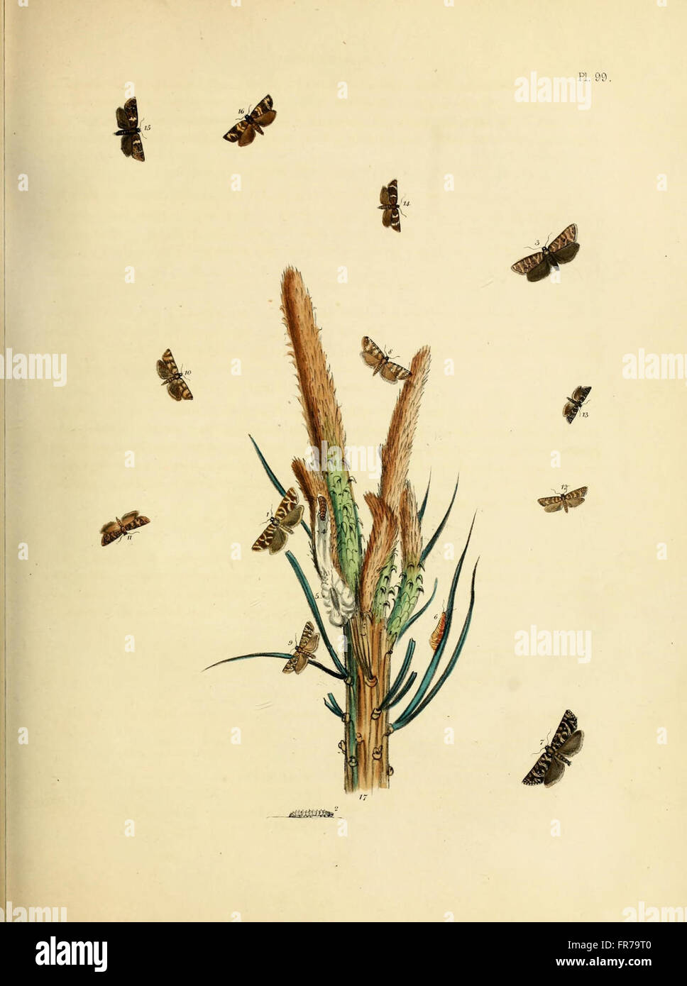 This work showcases British moths and their life cycles, including ...