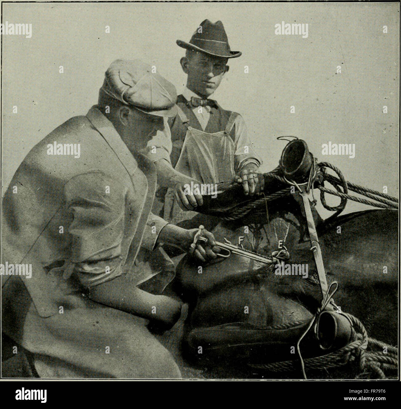 'Animal Castration' (1920) provides comprehensive guidance on the ...