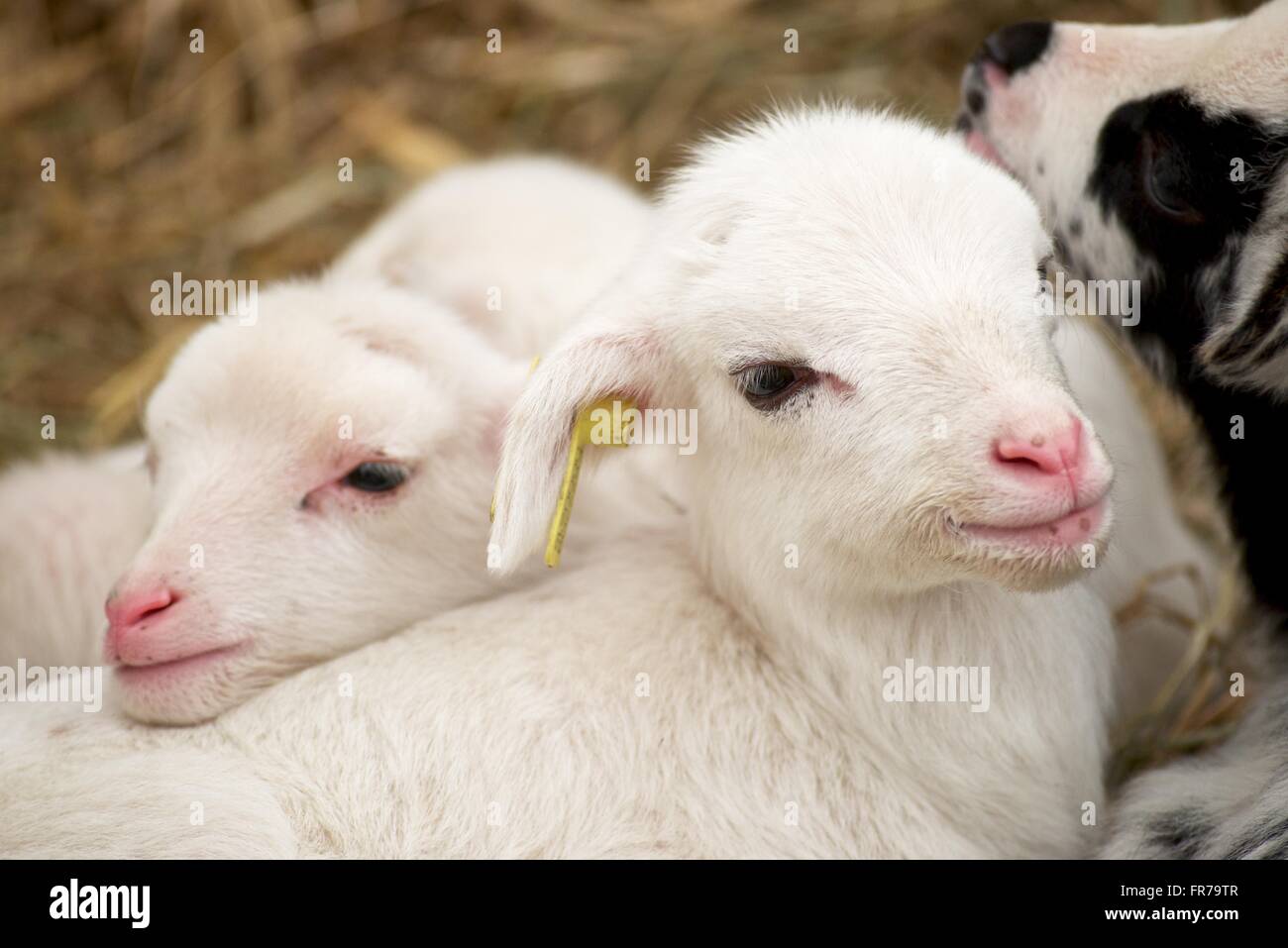 Face beautiful little white lamb hi-res stock photography and images ...