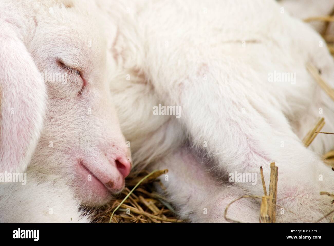 Face beautiful little white lamb hi-res stock photography and images ...