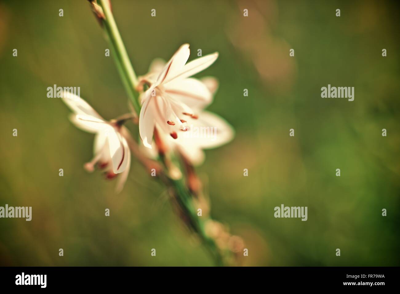 Wild flower close up in Zaragoza Province, Aragon, Spain Stock Photo ...