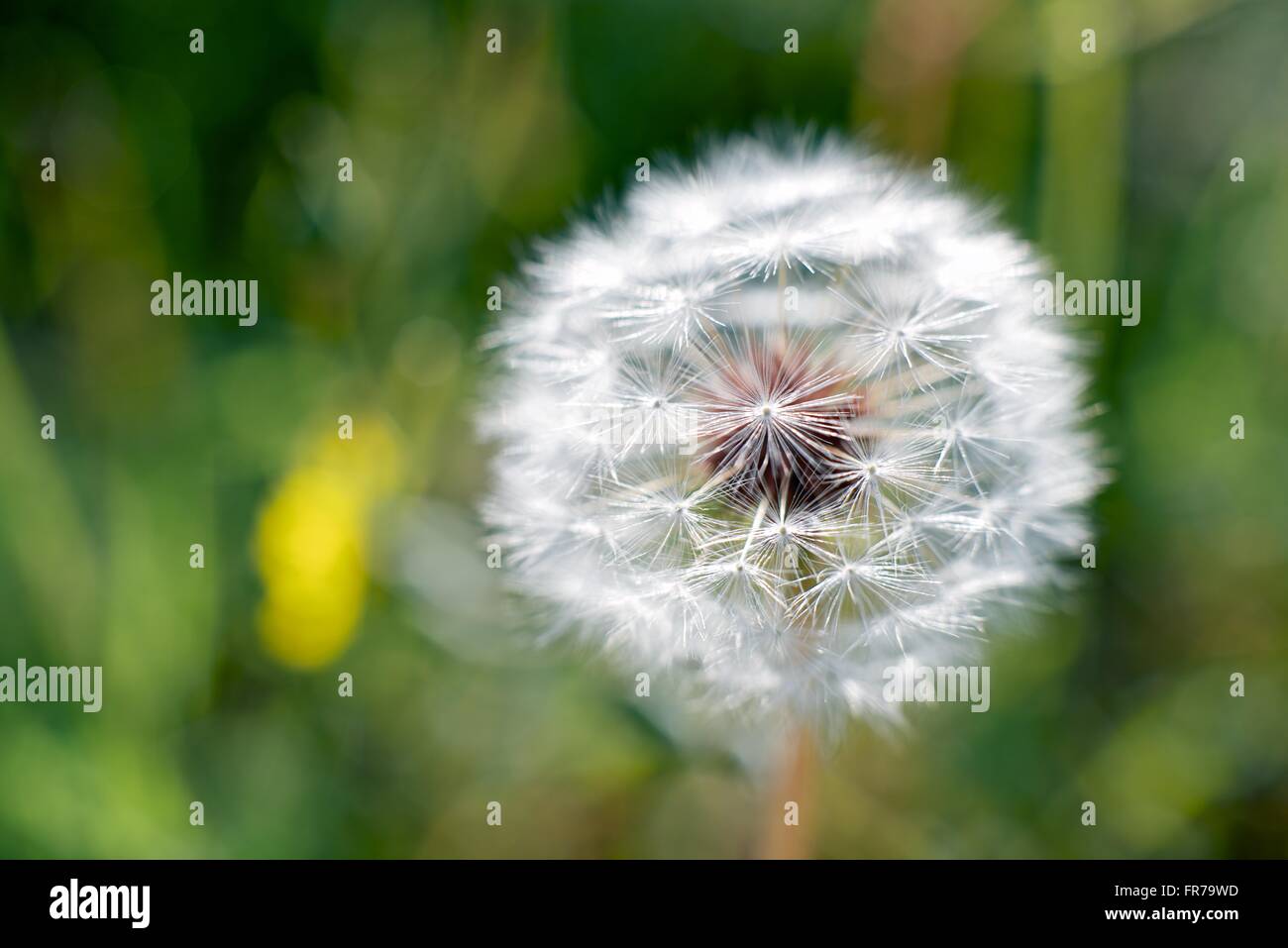 Closeup of a Dandelion flower, Zaragoza Province, Aragon, Spain Stock ...