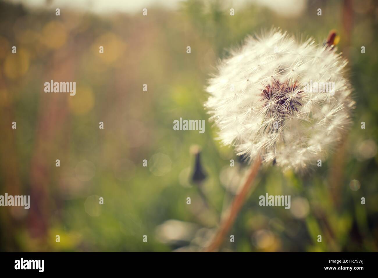 Closeup of a Dandelion flower, Zaragoza Province, Aragon, Spain Stock ...