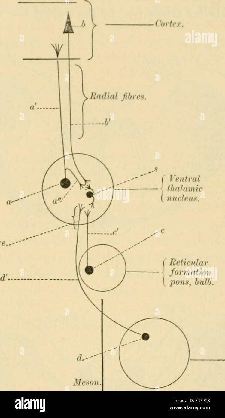 'An American Text-Book of Physiology' (1897) is a comprehensive guide ...