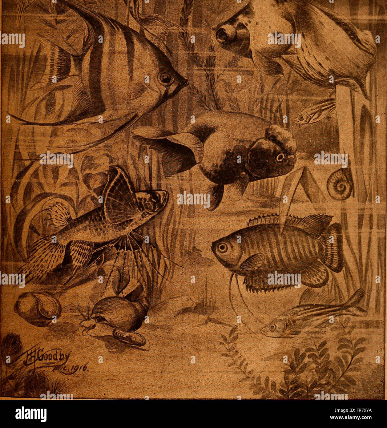 A detailed examination of marine and freshwater organisms, their ...