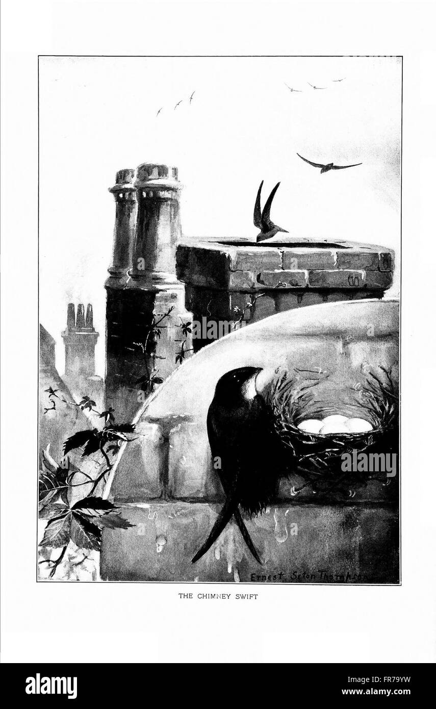 Book birds plate Cut Out Stock Images & Pictures - Alamy
