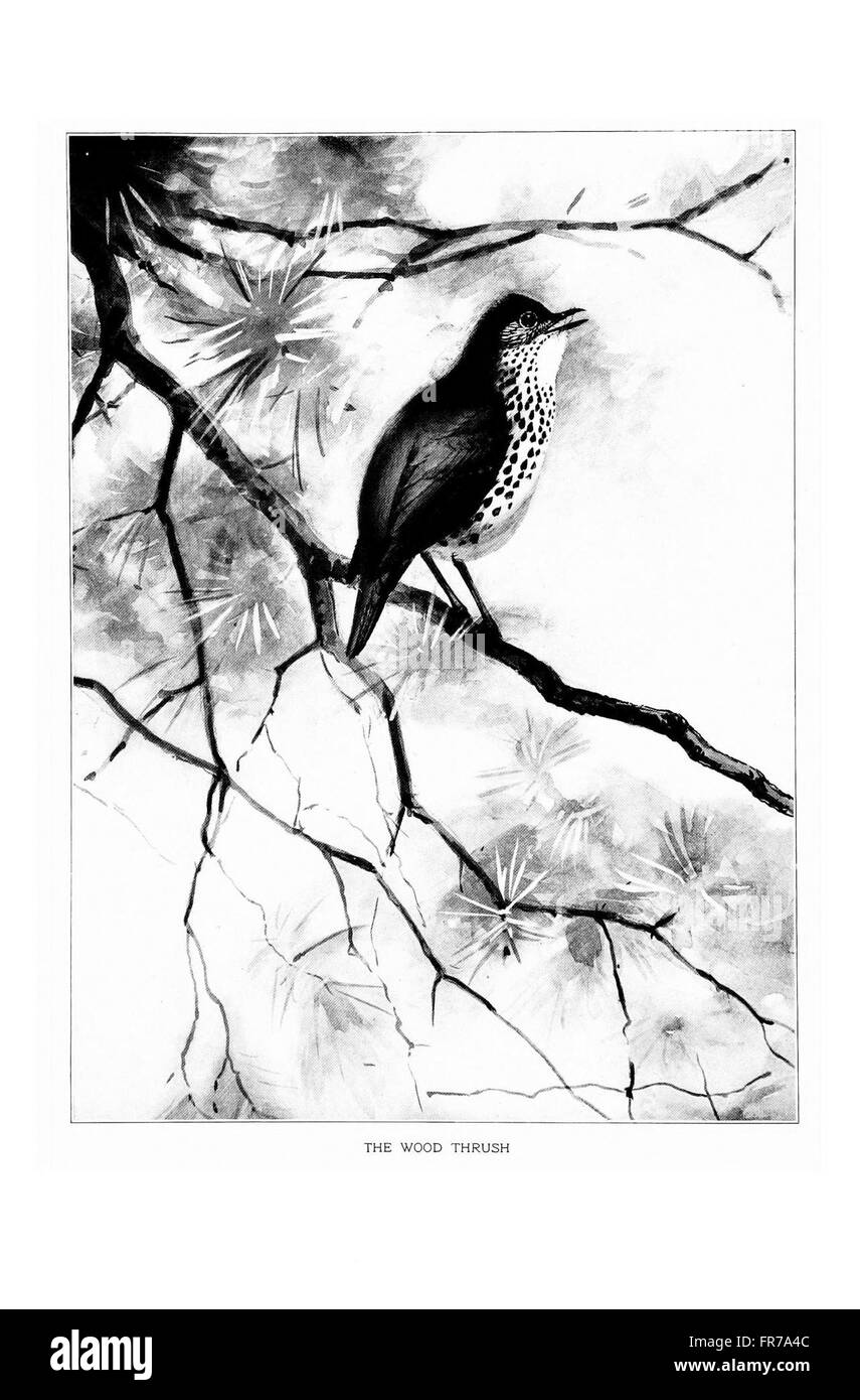 'Bird Portraits' (Plate 8) features detailed illustrations of bird ...
