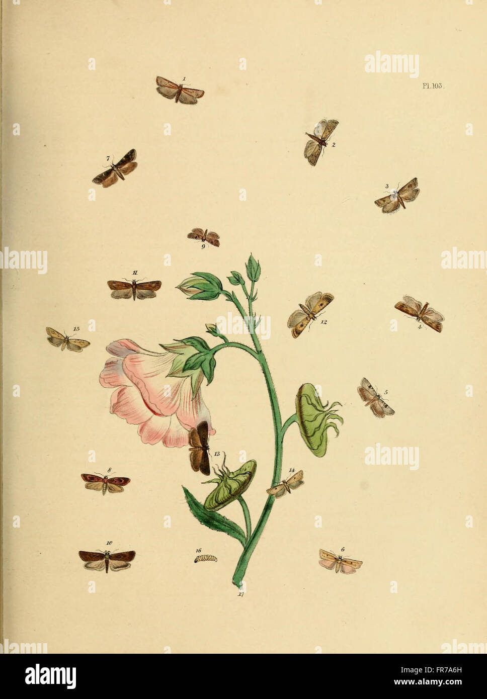 This illustration from British Moths and Their Transformations presents ...