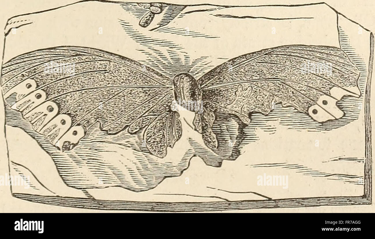 Elements of Geology (1868) explains the earth’s geological history ...
