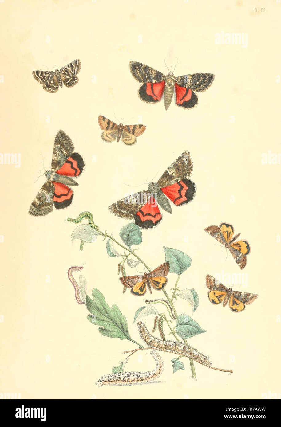 British moths and their transformations (Pl. 56 Stock Photo - Alamy