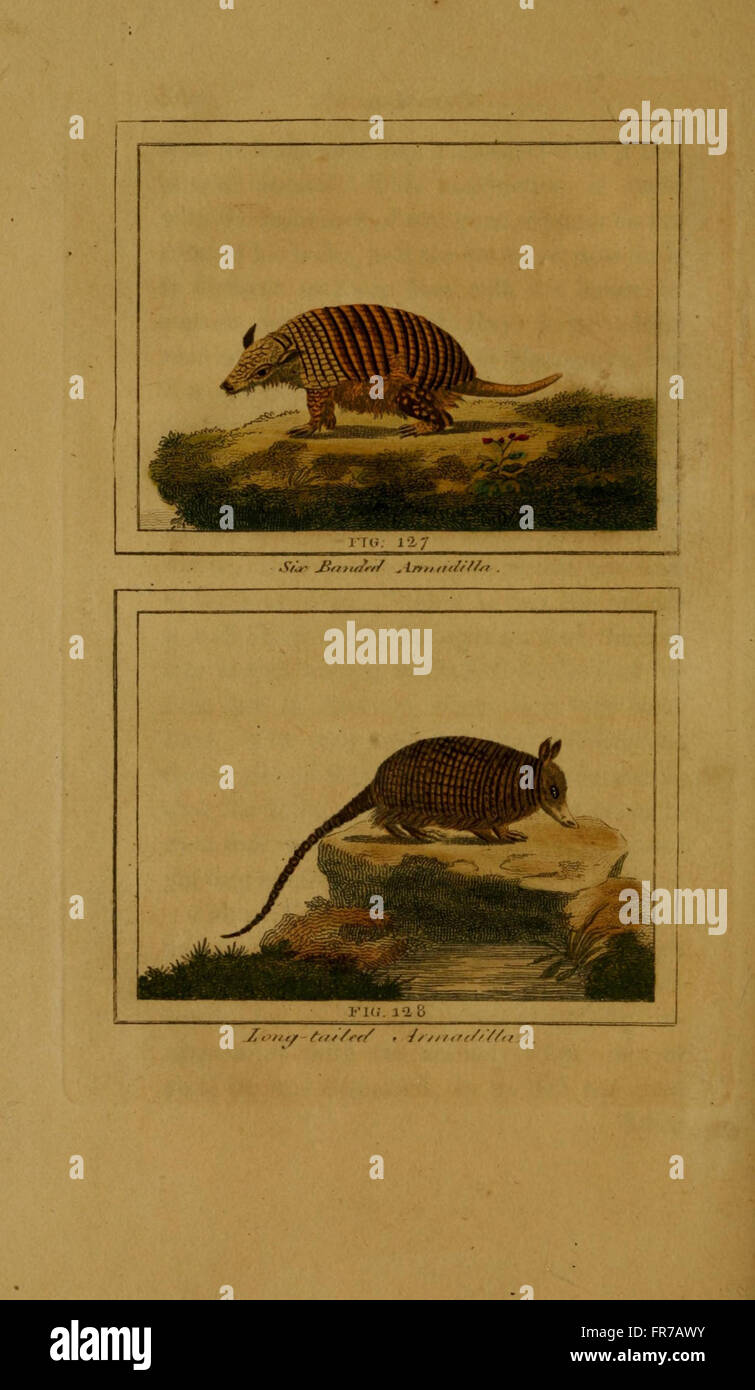 These illustrations from Buffon's 'Natural History' depict various ...