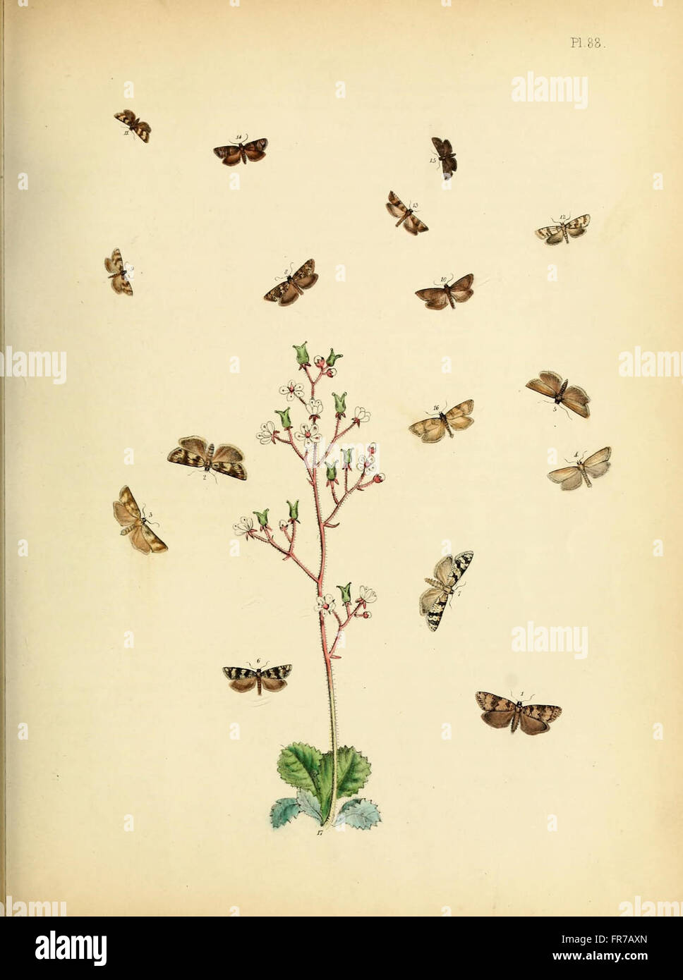 British moths and their transformations (Pl. 88 Stock Photo - Alamy