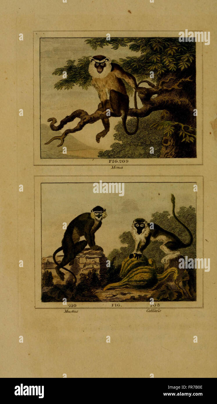 Buffon's Natural History is a classic work of zoology, featuring ...