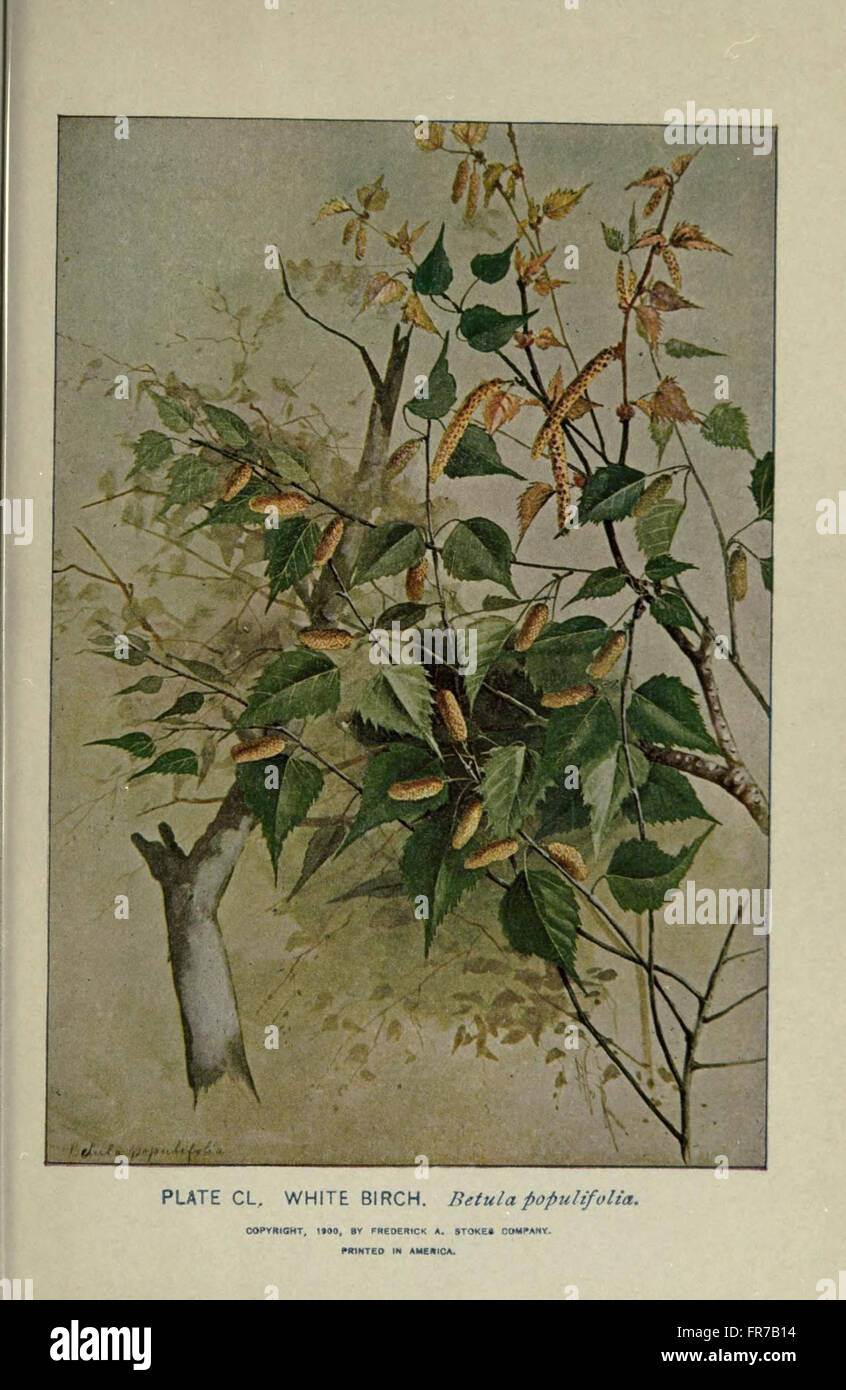 A guide to the trees (Plate CL Stock Photo - Alamy