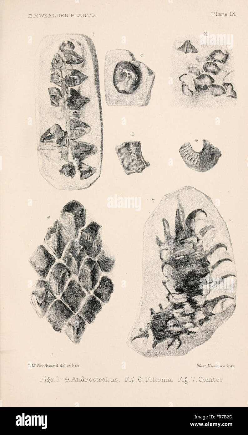 'Catalogue of the Mesozoic Plants' lists plant species from the ...