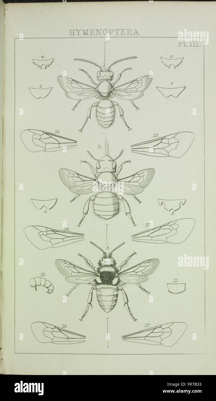 Catalogue of British Hymenoptera in the collection of the British ...