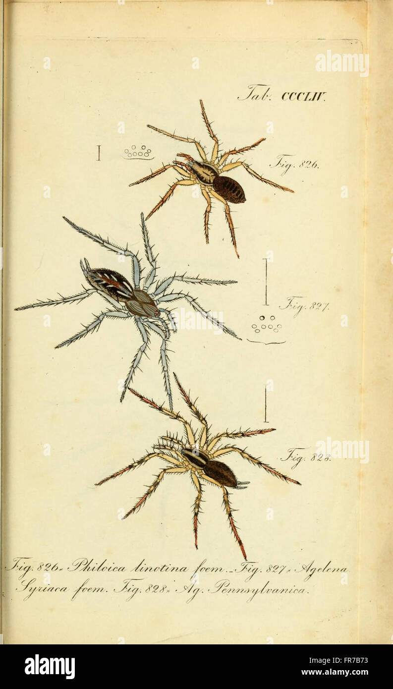 'Die Arachniden' is a zoological work focused on arachnids, including ...
