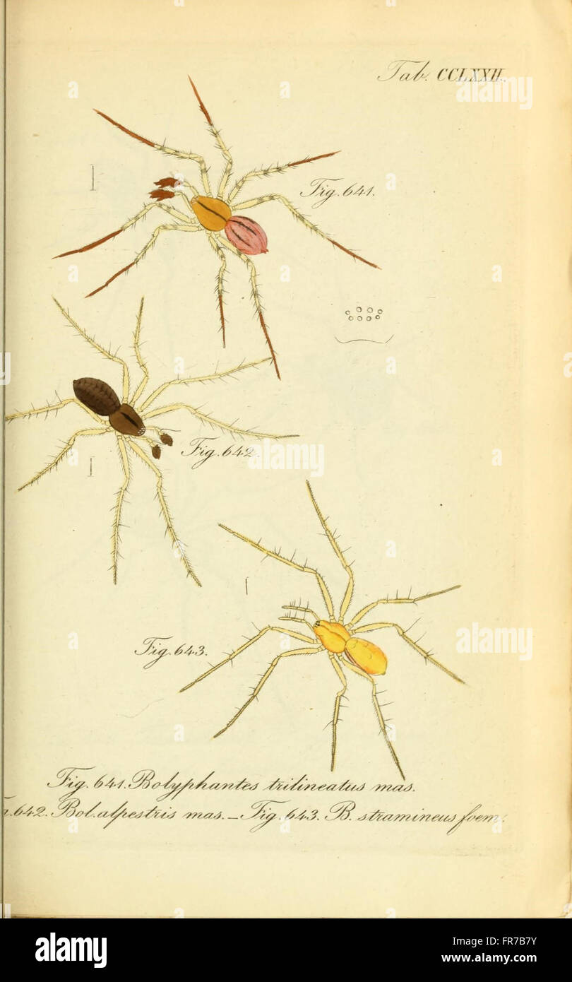 'Die Arachniden' (Plate CCLXXII) is a detailed scientific illustration ...