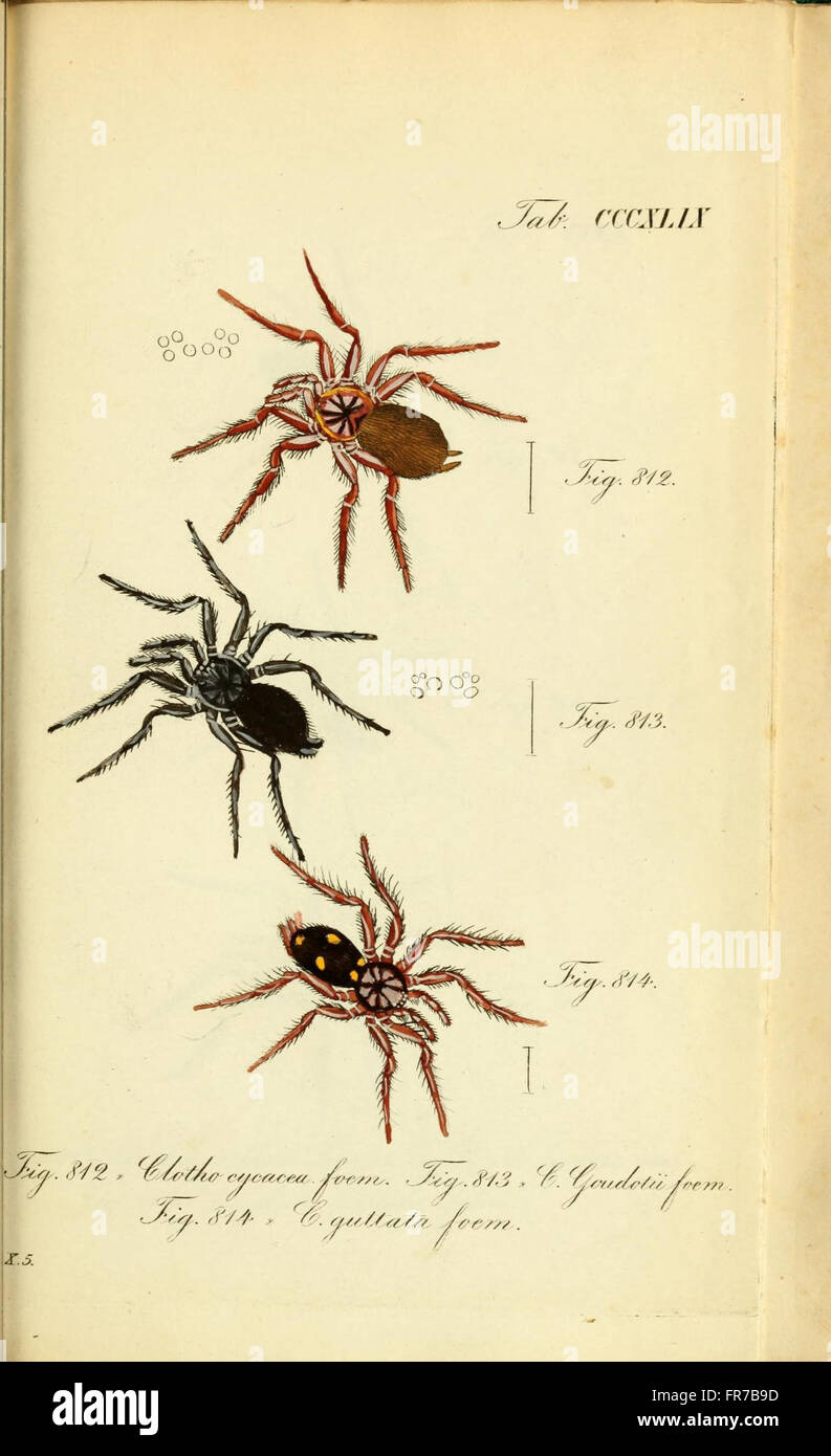 *Die Arachniden* (Plate CCCXLIX) is a scientific illustration of ...
