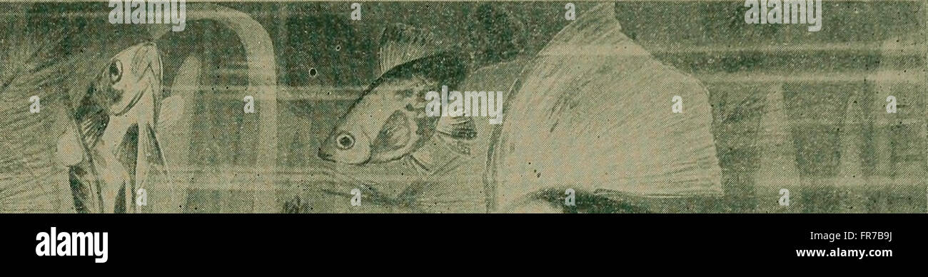 The 'Aquatic Life' journal from 1918-1919 focuses on aquatic ecosystems ...