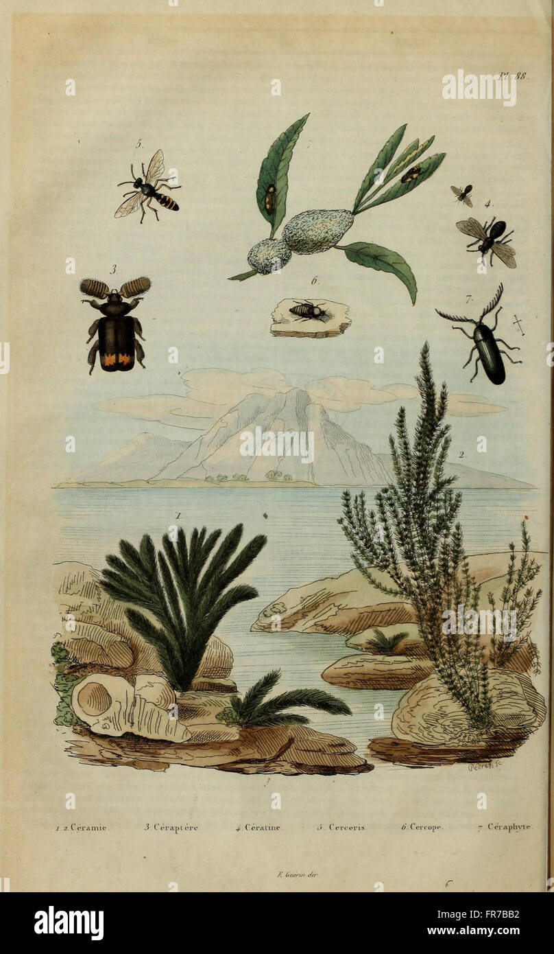 This dictionary provides detailed descriptions of natural history and ...