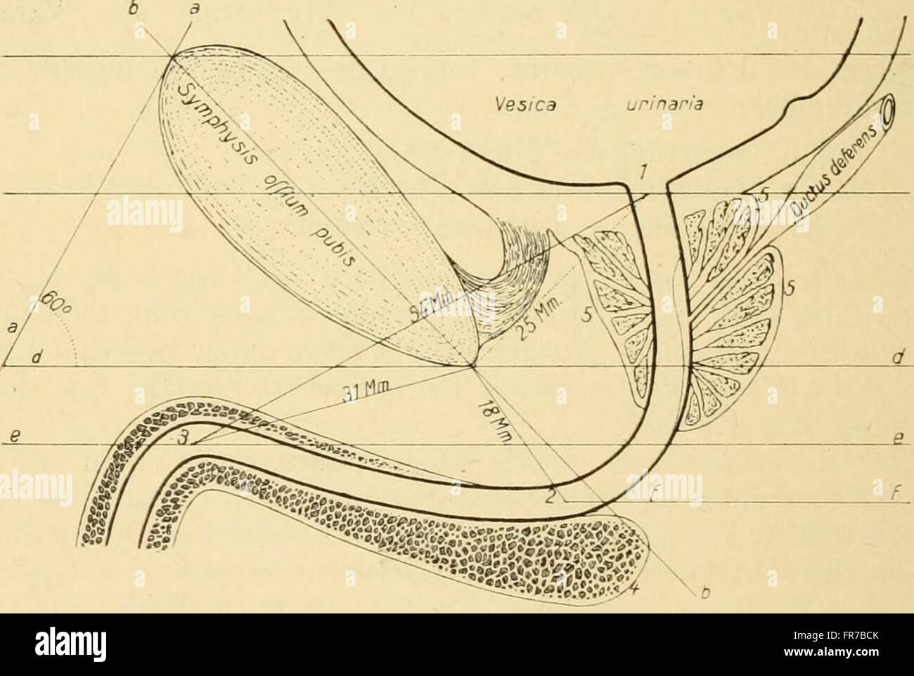 *Die männlichen Geschlechtsorgane* (1904) is a medical text detailing ...