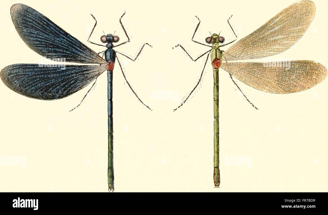 'British Dragonflies' (1900) is a detailed study of dragonfly species ...