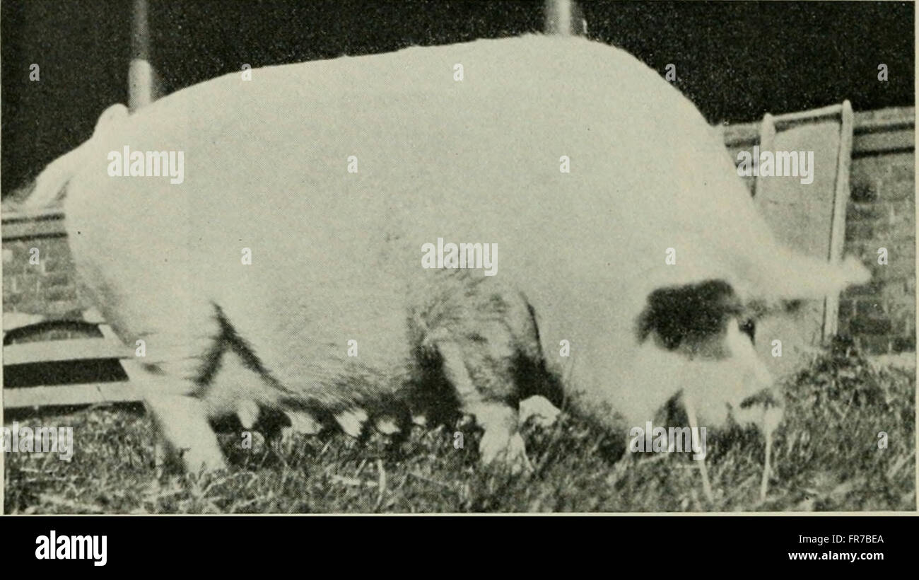 'Diseases of Swine' (1914) provides an in-depth look at diseases ...