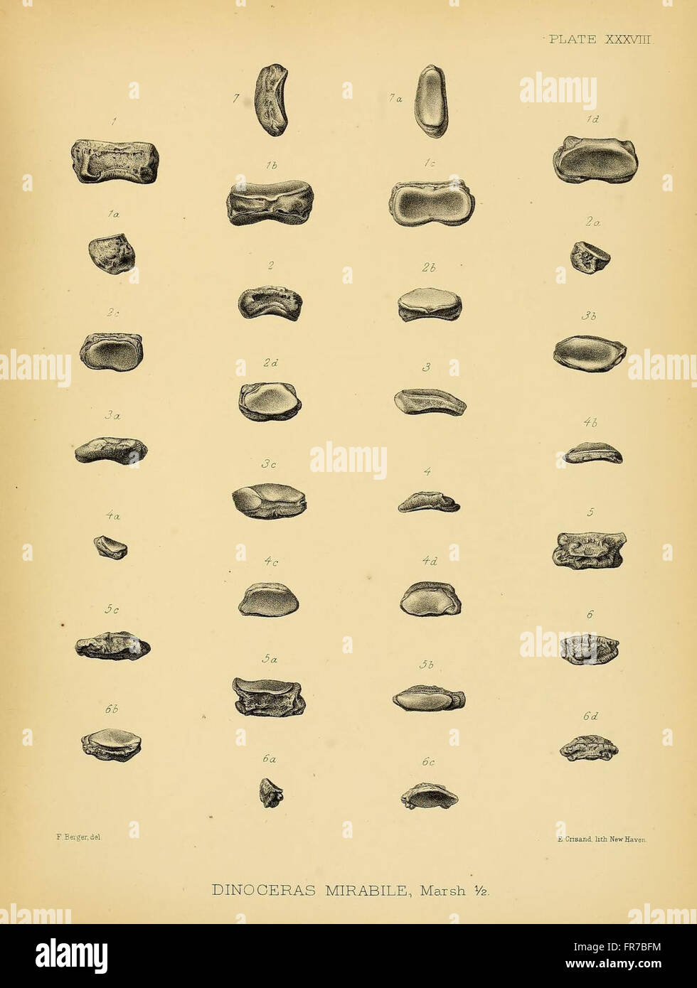 Dinocerata eocene mammals hi-res stock photography and images - Alamy