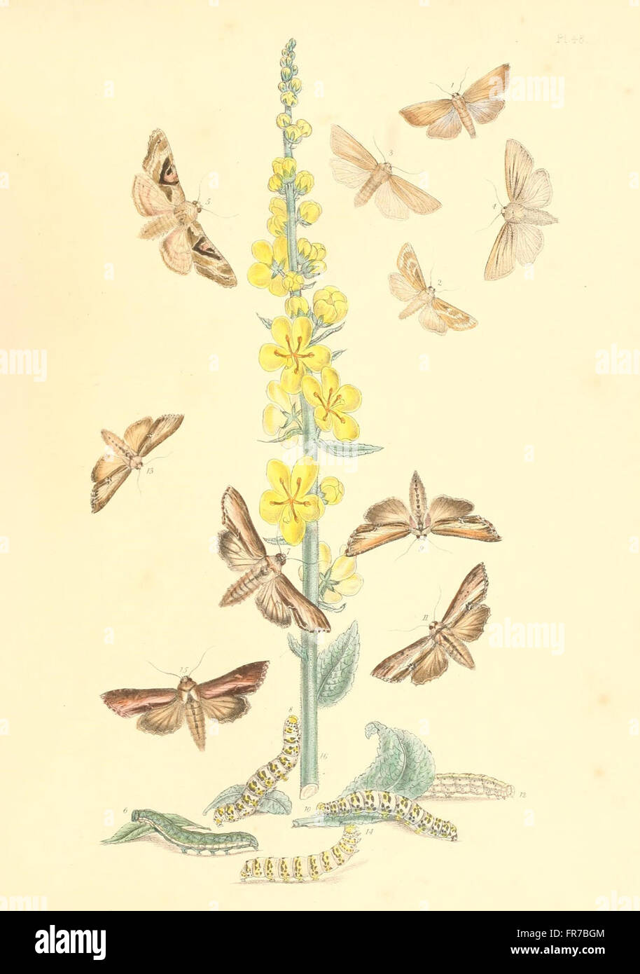 This plate illustrates the various stages of transformation of British ...