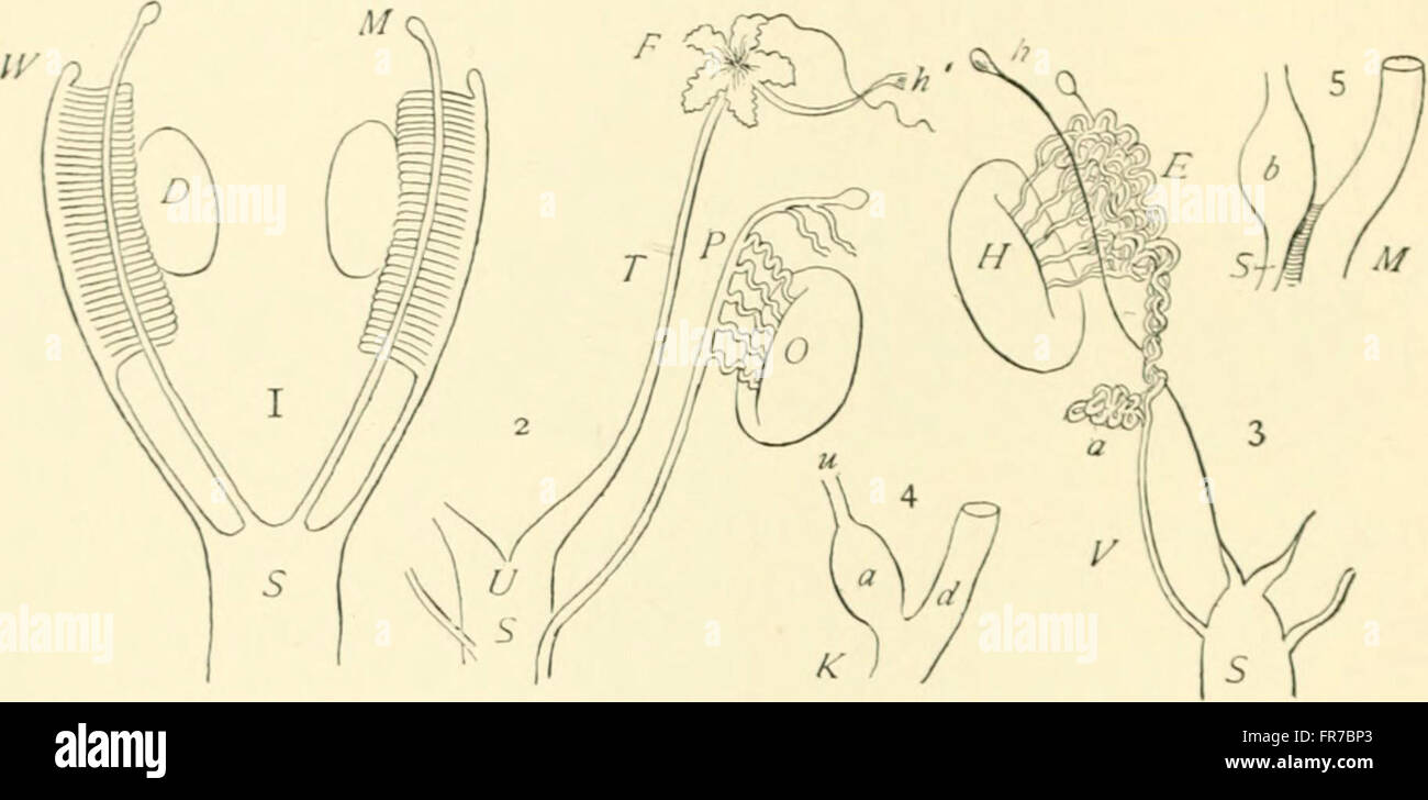 A Textbook of Obstetrics (1899) provides a comprehensive guide on the ...