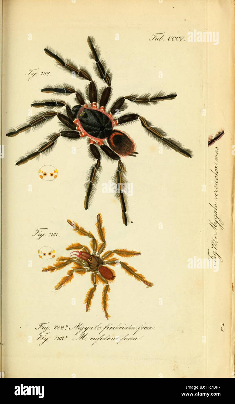 A detailed study on arachnids, specifically focusing on the anatomy ...