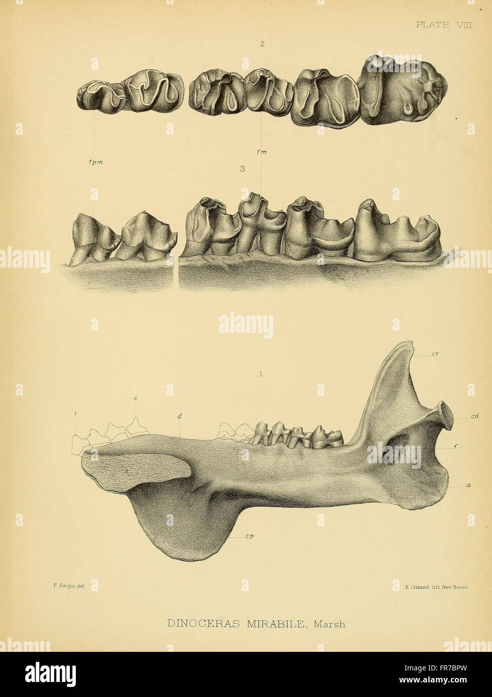 Dinocerata eocene mammals hi-res stock photography and images - Alamy