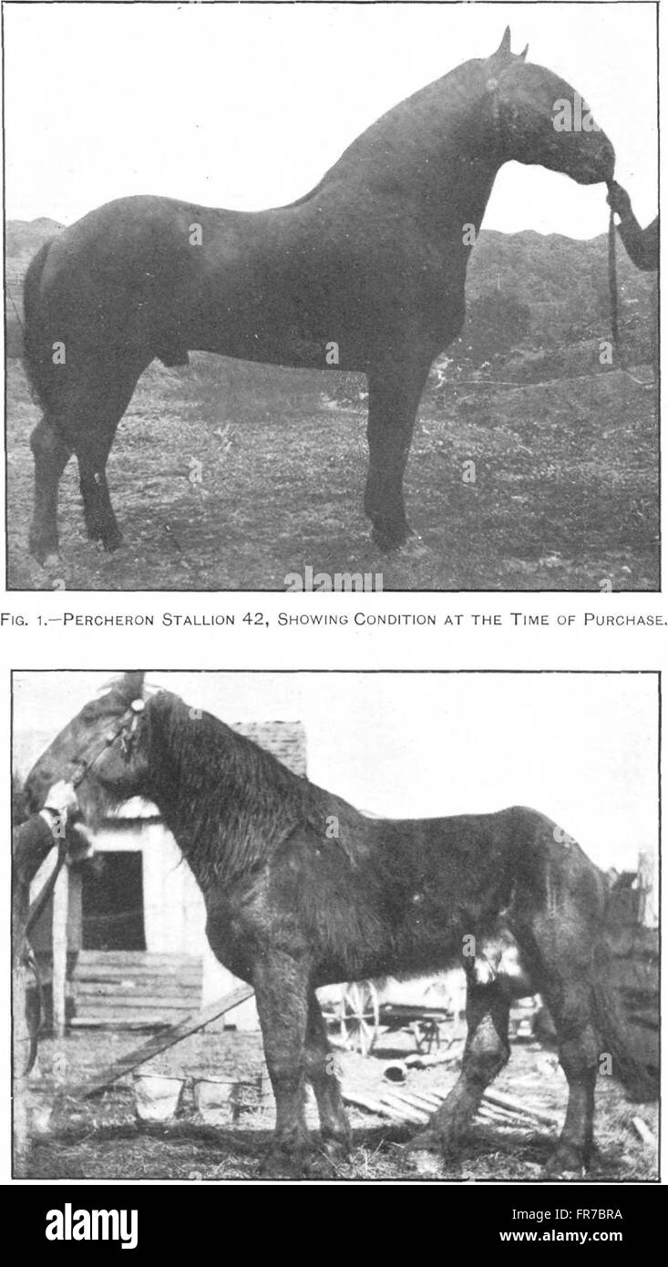 A 1911 study on Dourine, a contagious disease affecting horses, its ...