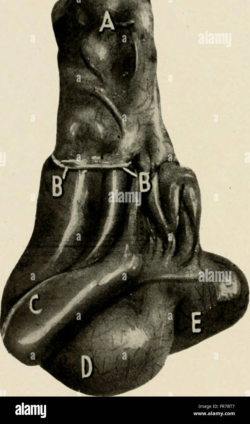 This 1914 book provides a comprehensive guide to animal castration ...