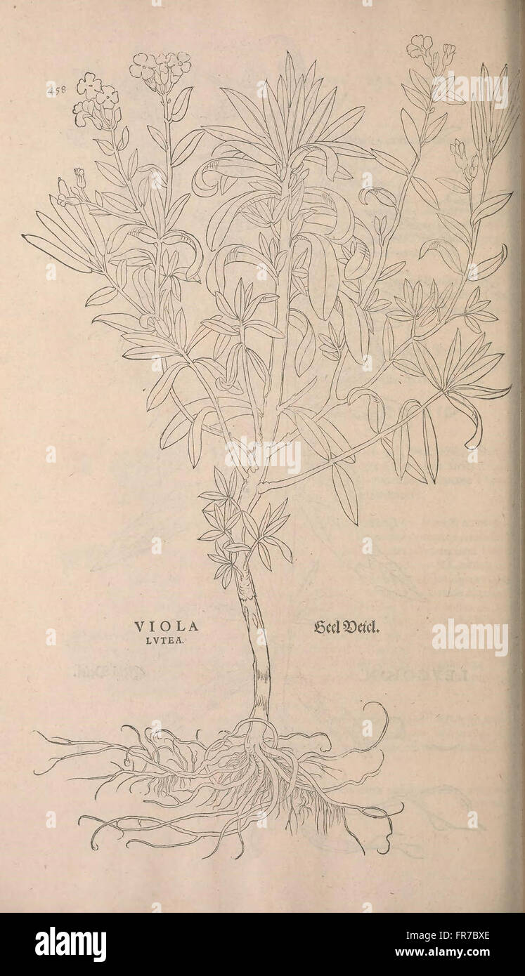 *De Historia Stirpium Commentarii Insignes* is a botanical work by ...